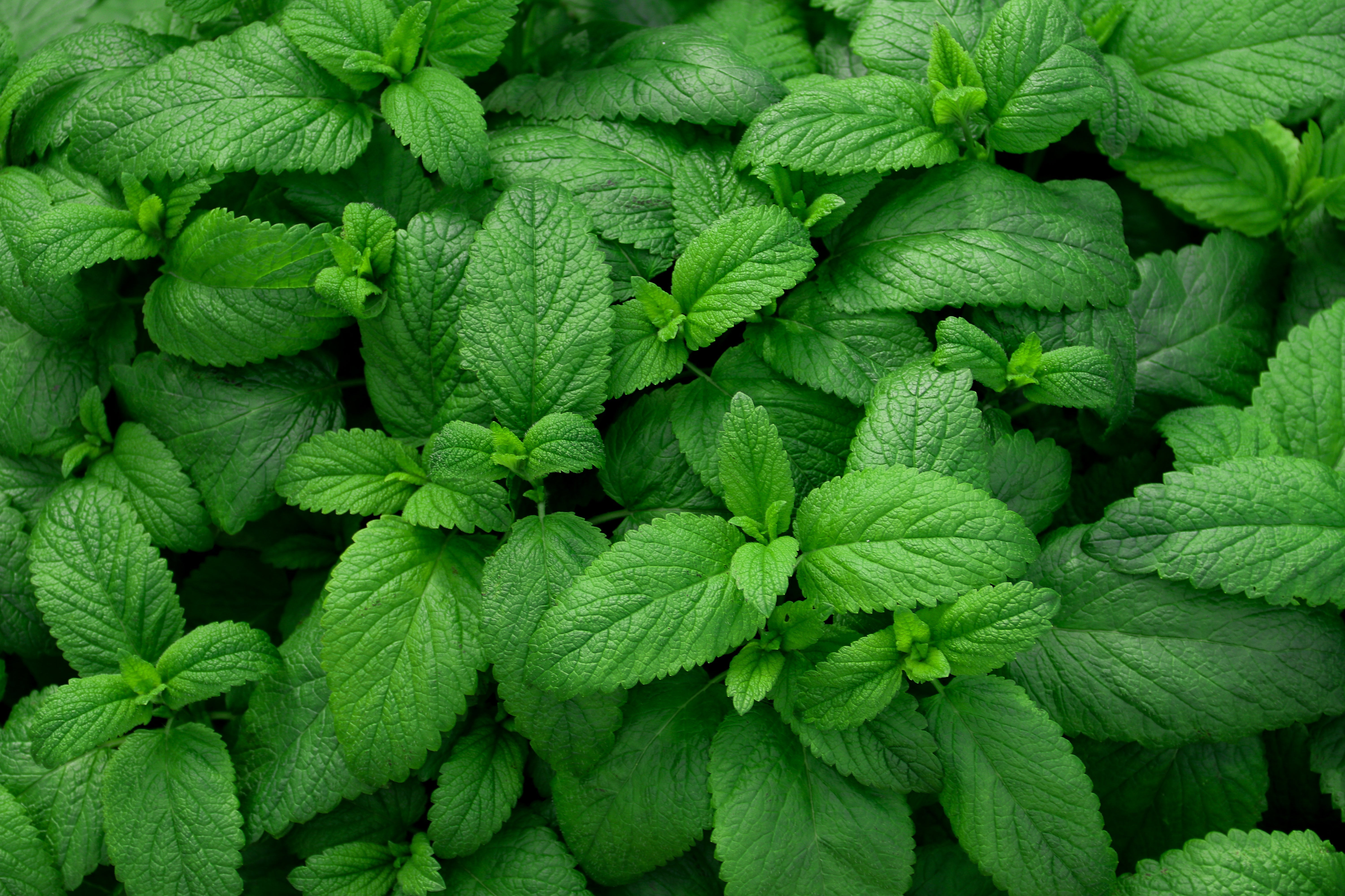 Peppermint tea | Nortea